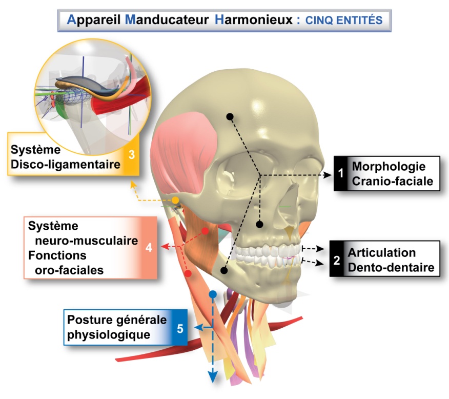 Troubles de l’articulation temporo-mandibulaire et bruxisme - Orthodontie Lancy